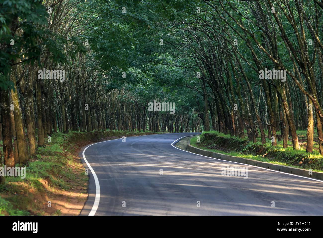 Rural road with rubber trees along the curve way in countryside at ...