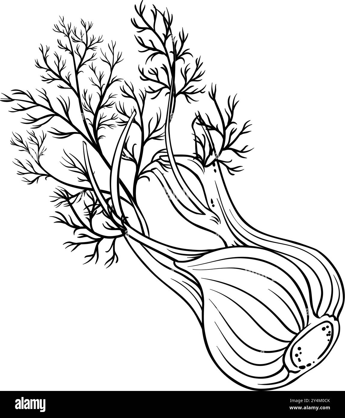 Fennel Vegetable Isolated Outline Illustration Stock Vector Image & Art ...