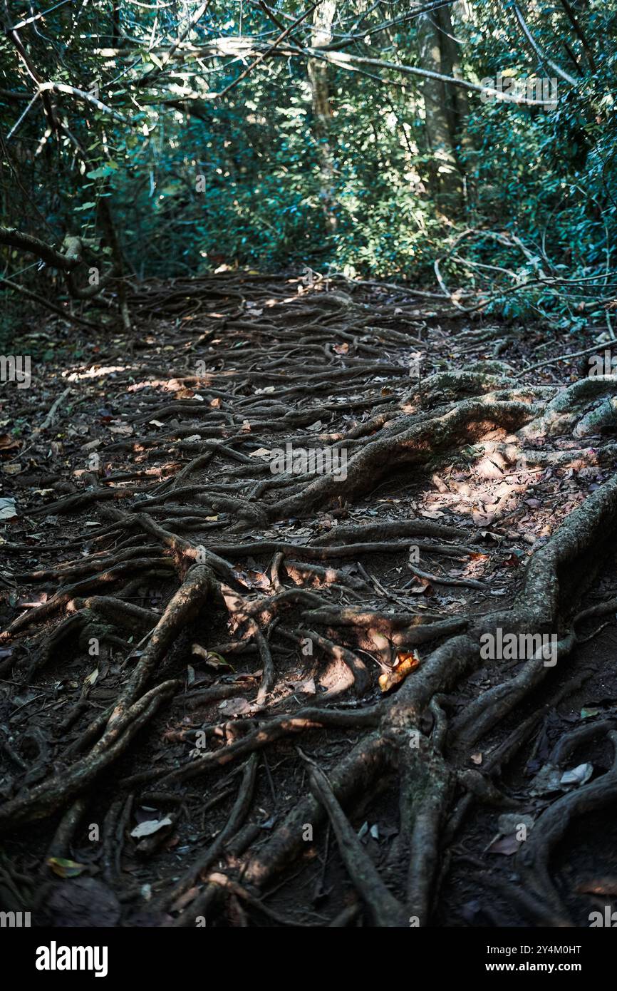 Oahu, Hawaii, features lush forests and scenic beaches, but struggles ...