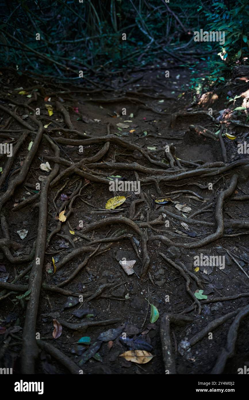 Oahu, Hawaii, features lush forests and scenic beaches, but struggles ...