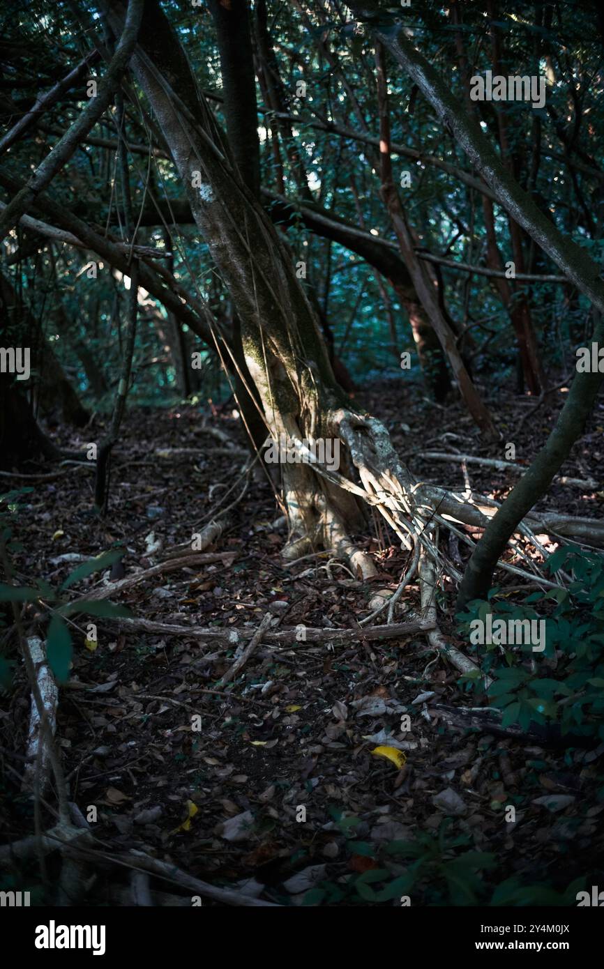 Oahu, Hawaii, features lush forests and scenic beaches, but struggles ...