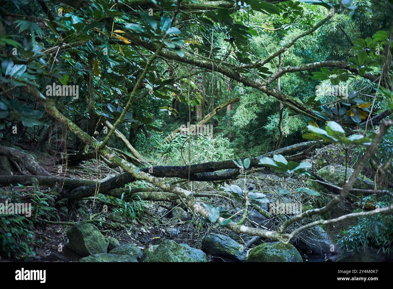 Oahu, Hawaii, features lush forests and scenic beaches, but struggles ...