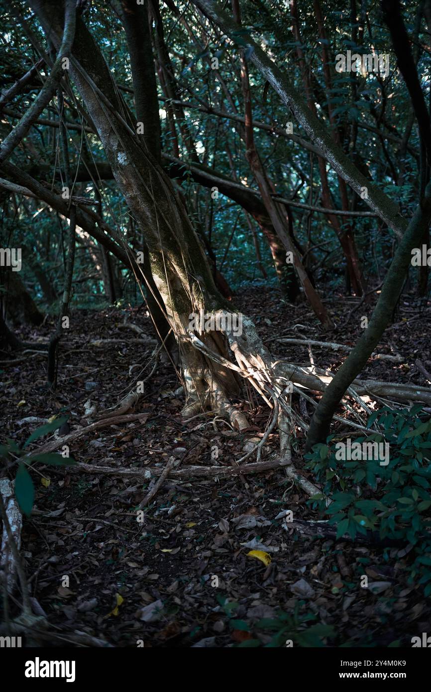 Oahu, Hawaii, features lush forests and scenic beaches, but struggles ...