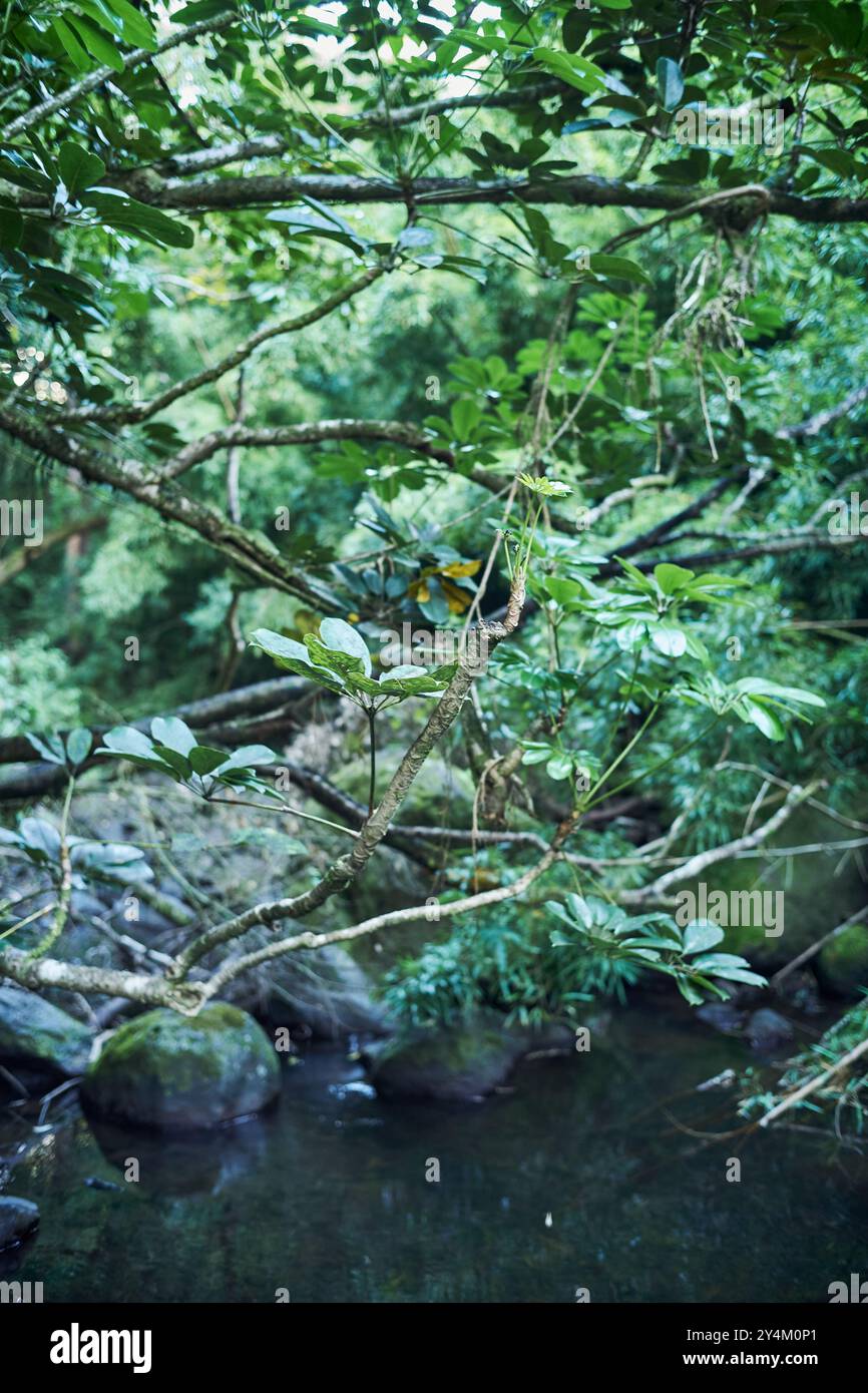 Oahu, Hawaii, features lush forests and scenic beaches, but struggles ...