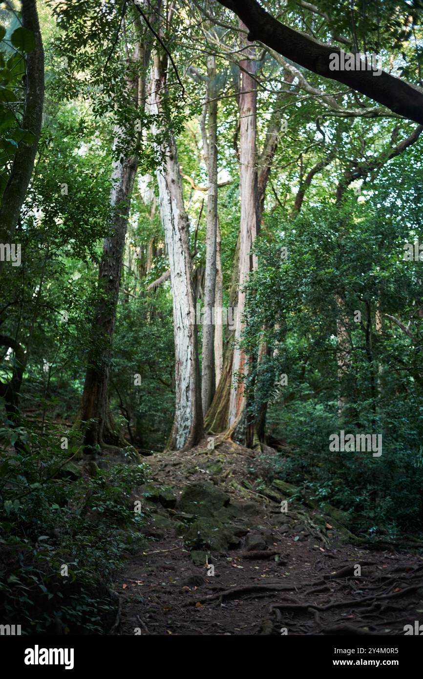 Oahu, Hawaii, features lush forests and scenic beaches, but struggles ...
