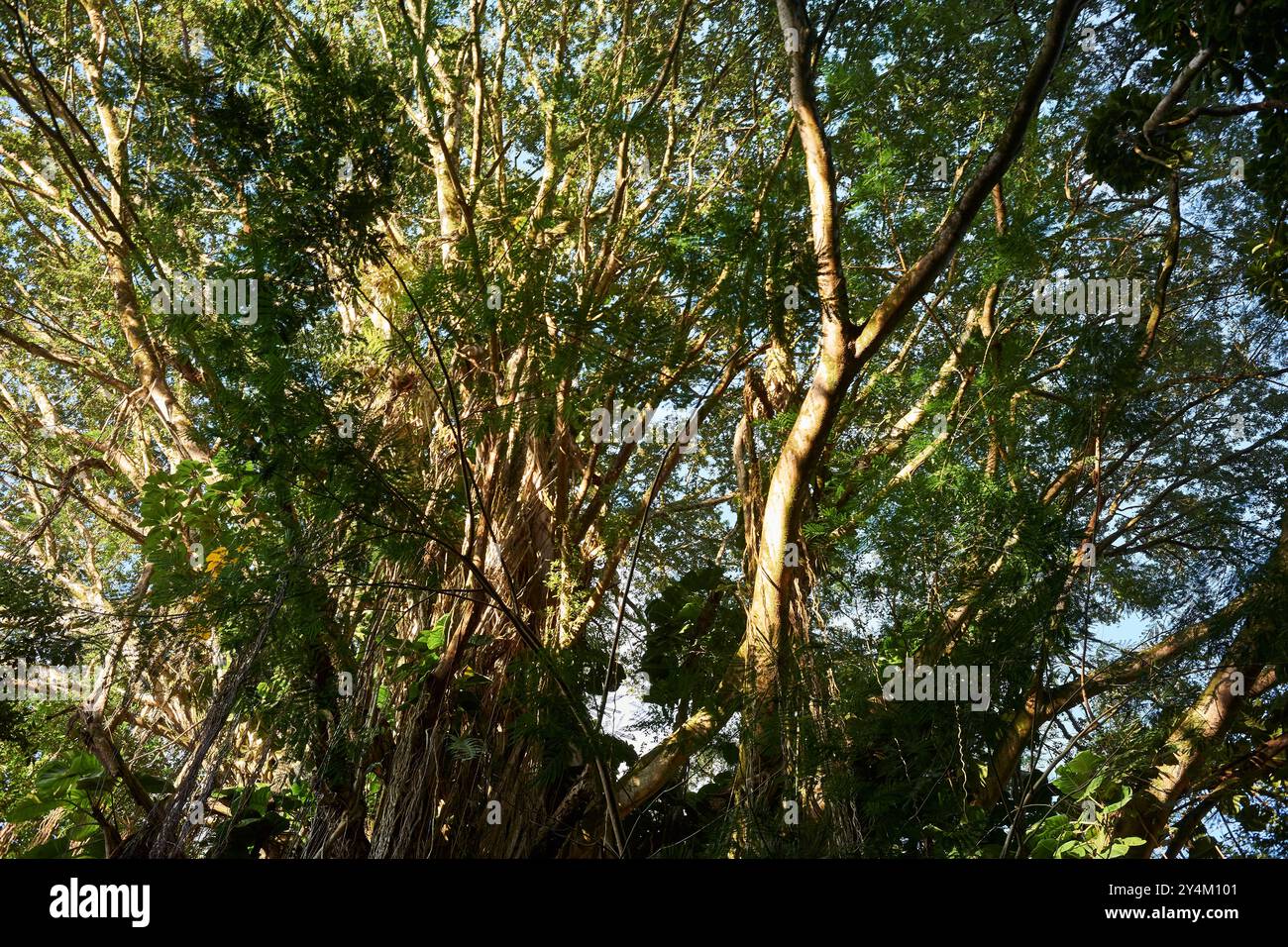 Oahu, Hawaii, features lush forests and scenic beaches, but struggles ...