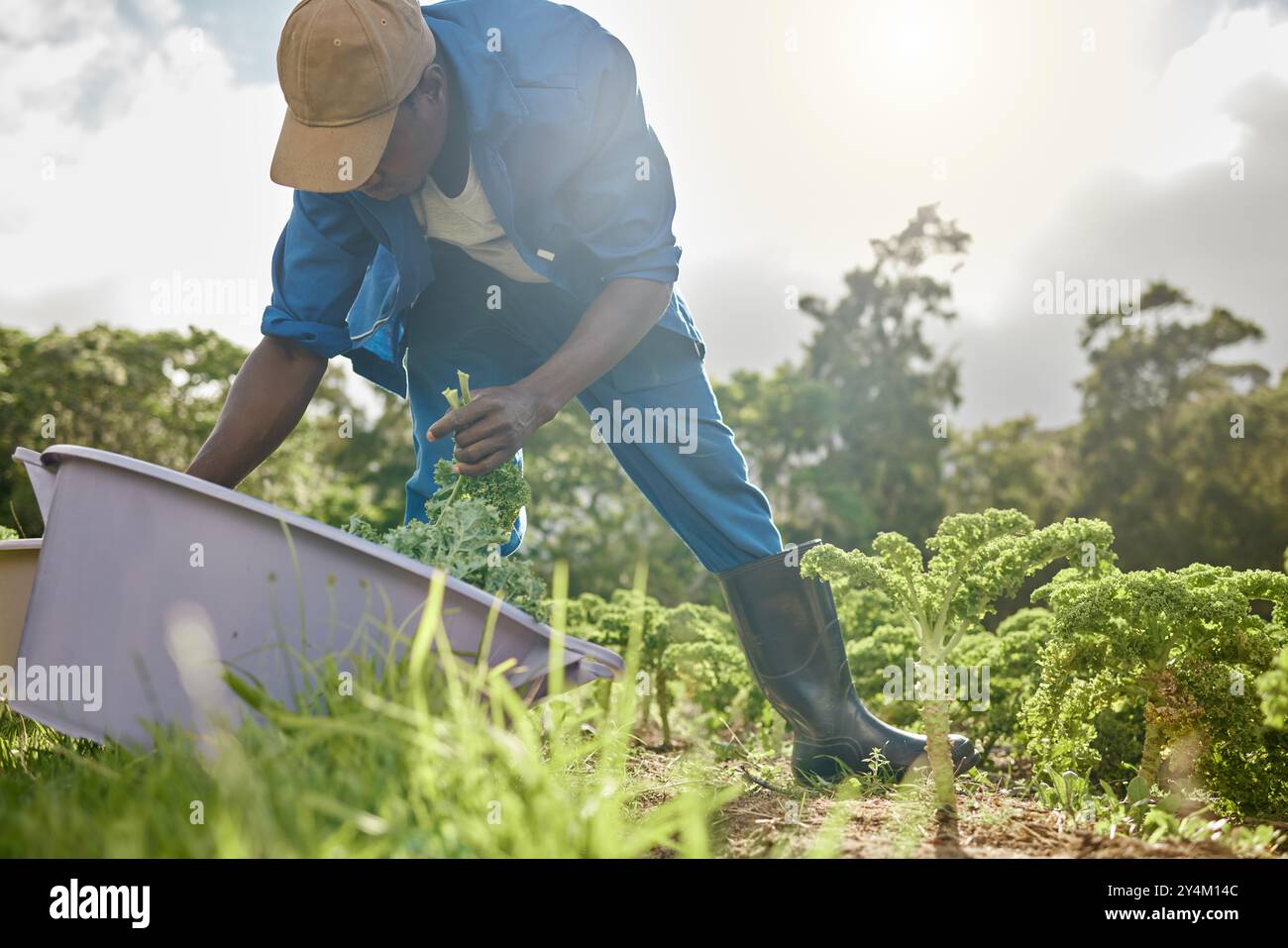 Black man, farmer and bucket with crops outdoor for agriculture ...