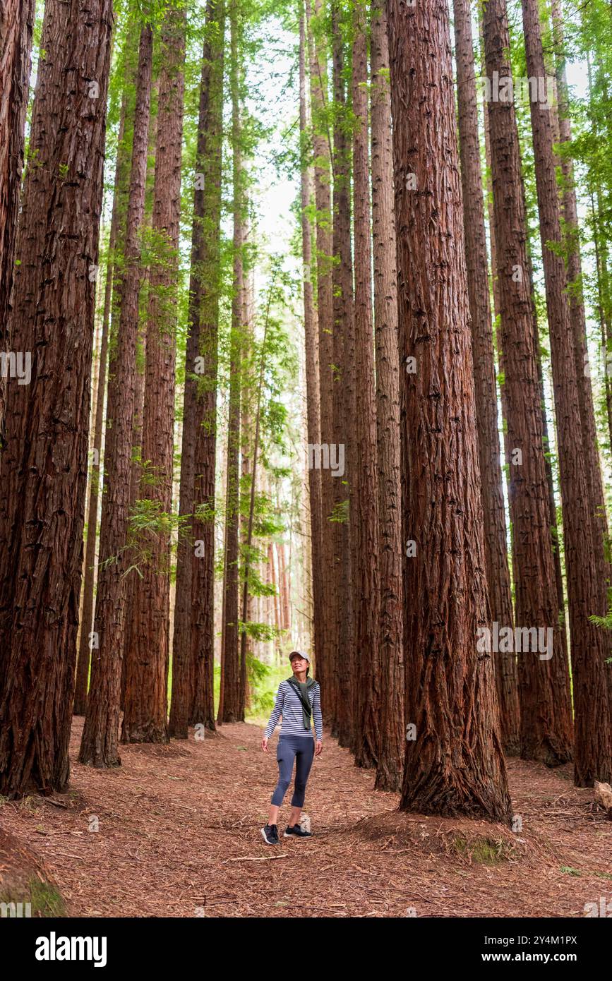 Fun Day Hiking At Californian Redwood Forest Warburton Victoria