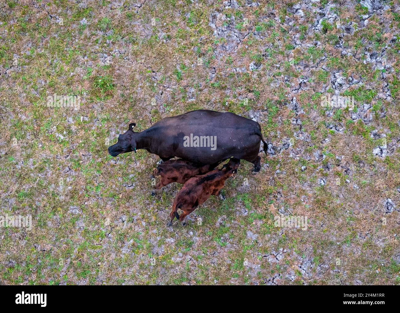 Aerial view of farm animals (no hot air balloons in sight), taken from ...