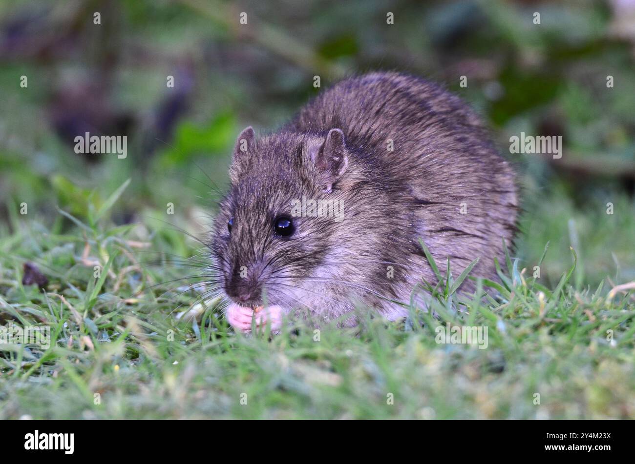Common rat photo hi-res stock photography and images - Alamy