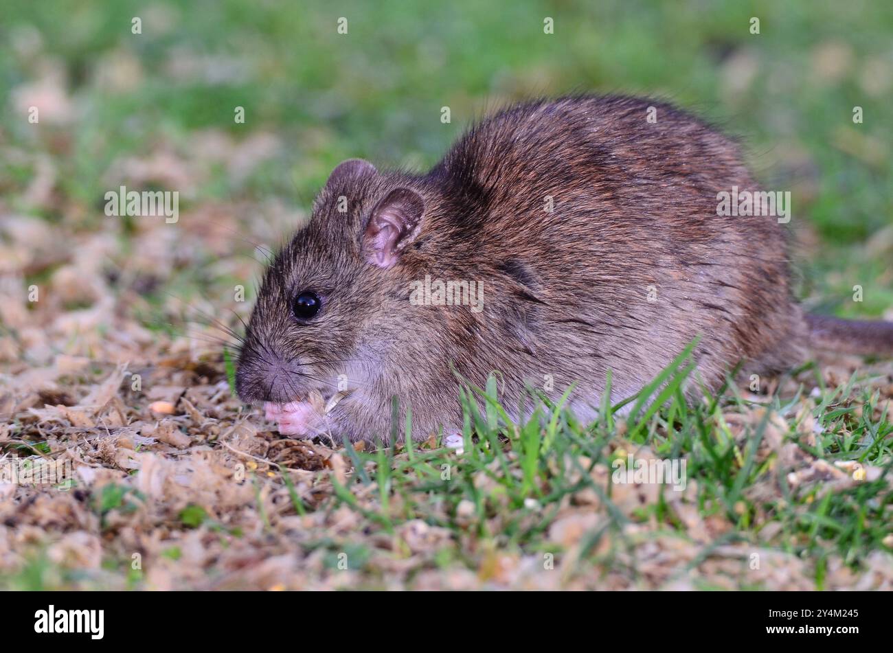 Common rat photo hi-res stock photography and images - Alamy