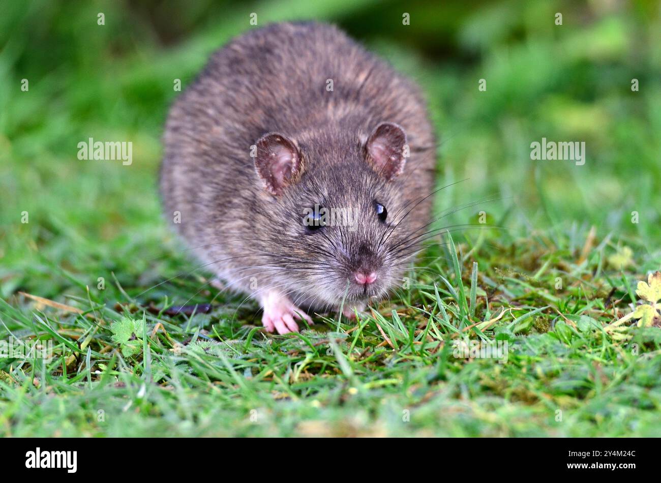 Common rat portrait hi-res stock photography and images - Alamy
