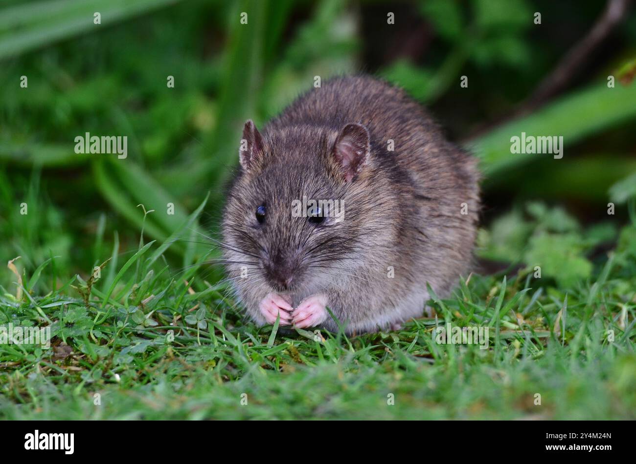 Brown or common rat rattus norvegicus Stock Photo - Alamy