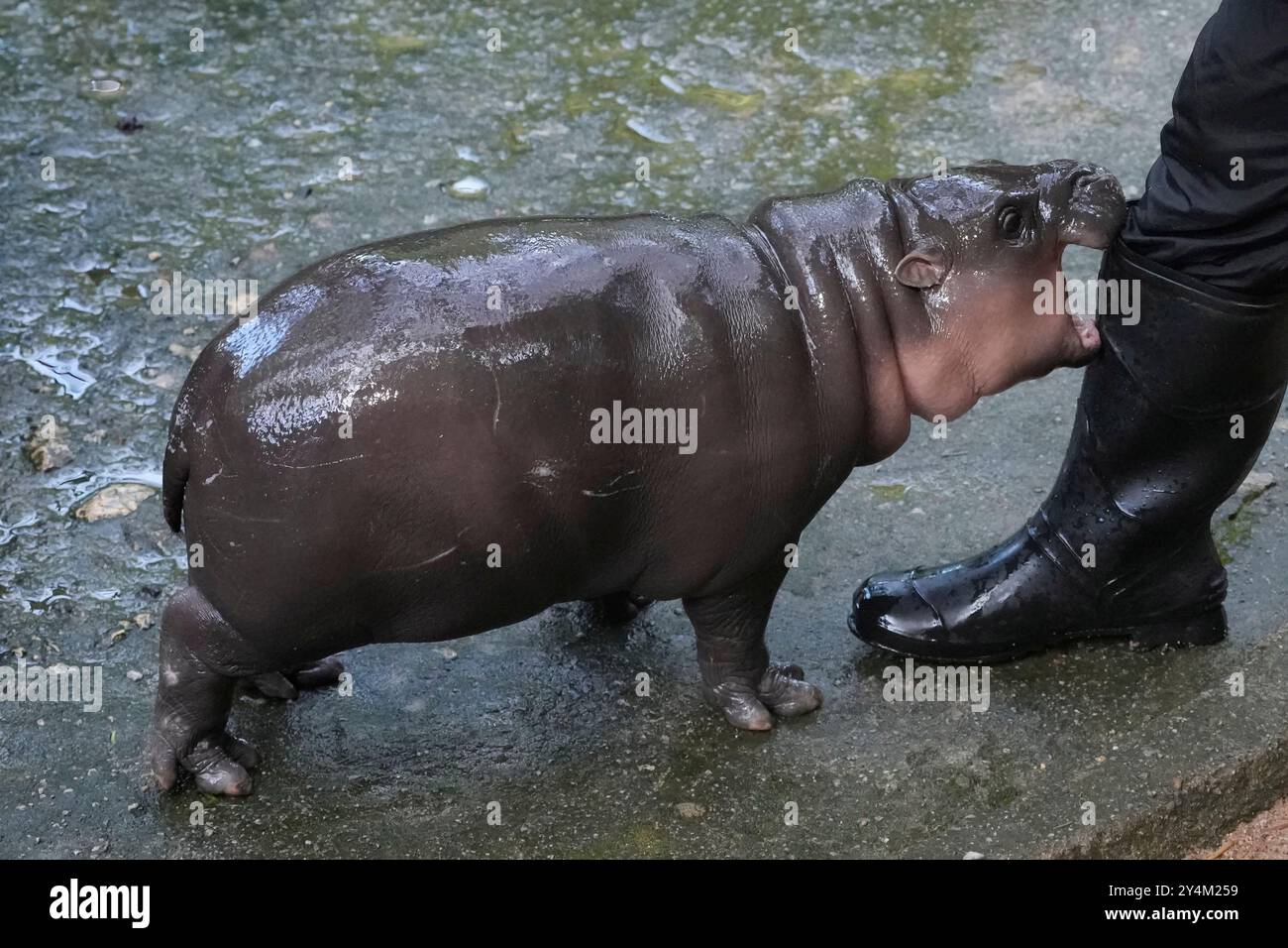 Two-month-old baby hippo Moo Deng plays with a zookeeper in the Khao ...