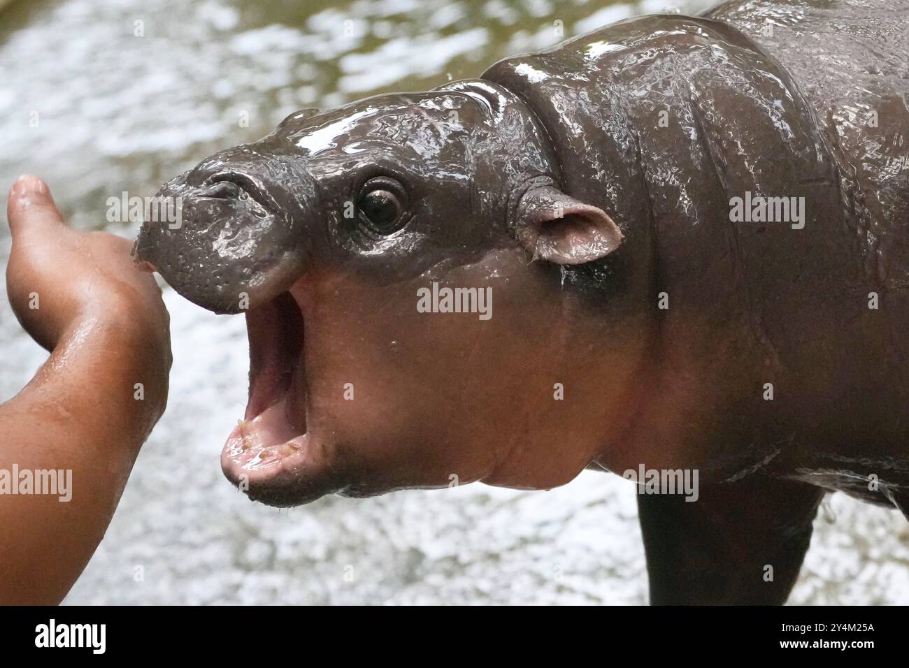 Two-month-old baby hippo Moo Deng plays with a zookeeper in the Khao ...
