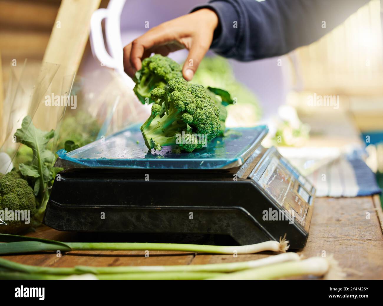 Agriculture, broccoli and scale with hand of person for quality ...