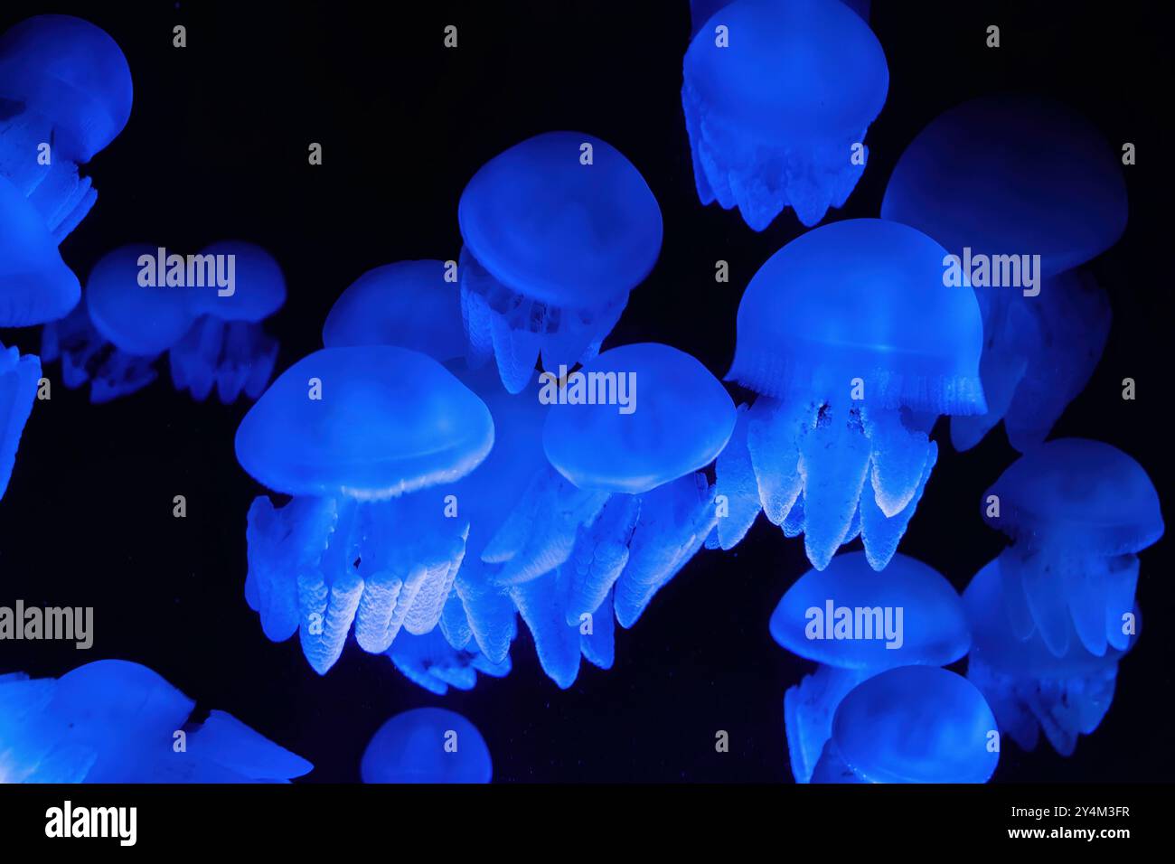 Several glowing blue jellyfish swim gracefully through an aquarium ...