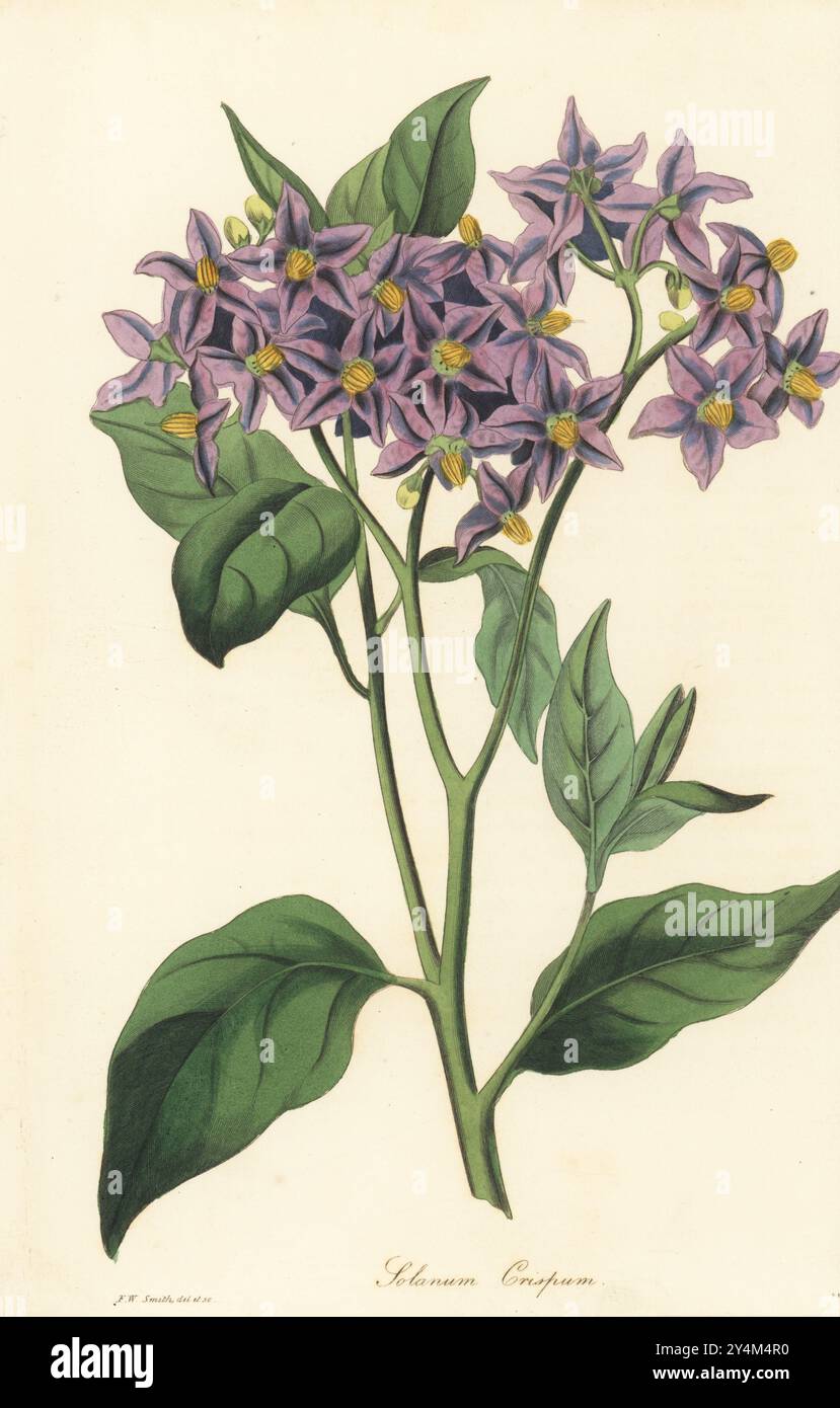 Potato plant garden engraving hi-res stock photography and images - Alamy