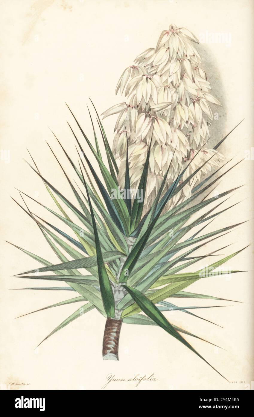 Aloe yucca, dagger plant, Spanish bayonet or aloe-leaved yucca, Yucca ...