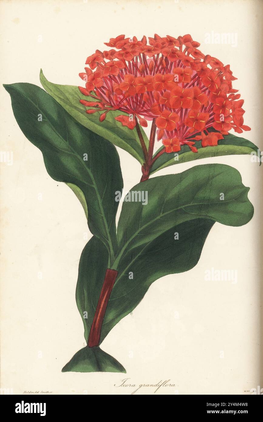 Jungle geranium, flame of the woods, scarlet jungleflame or pendkuli ...