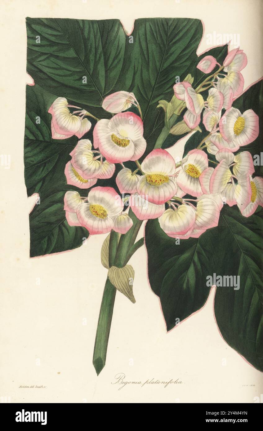 Platanus-leaved begonia, Begonia platanifolia. Specimen raised by David ...