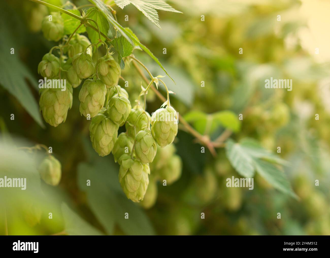 Hop cones and leaves. Raw materials for brewing Stock Photo - Alamy