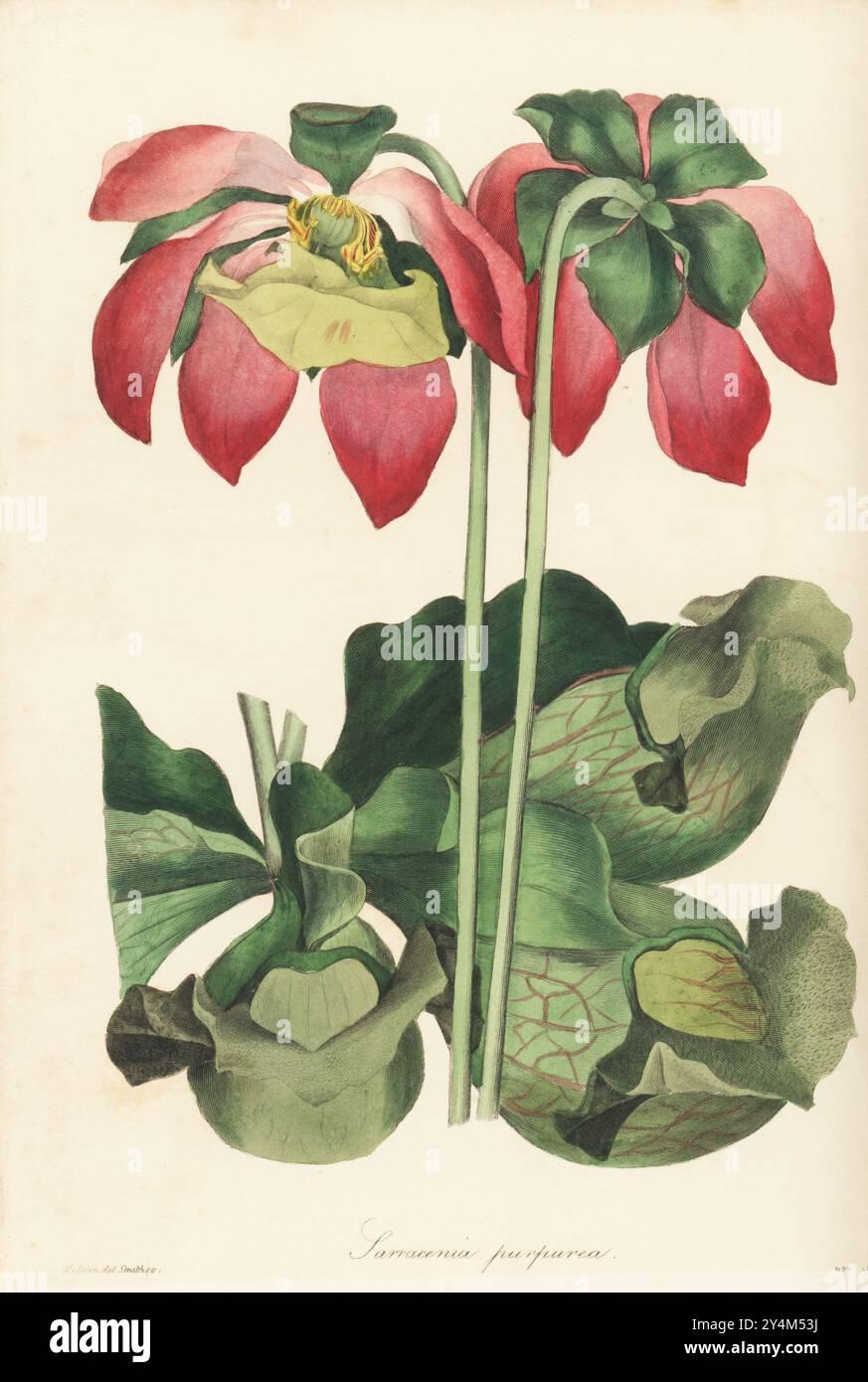 Purple pitcher plant, northern pitcher plant, turtle socks or purple ...