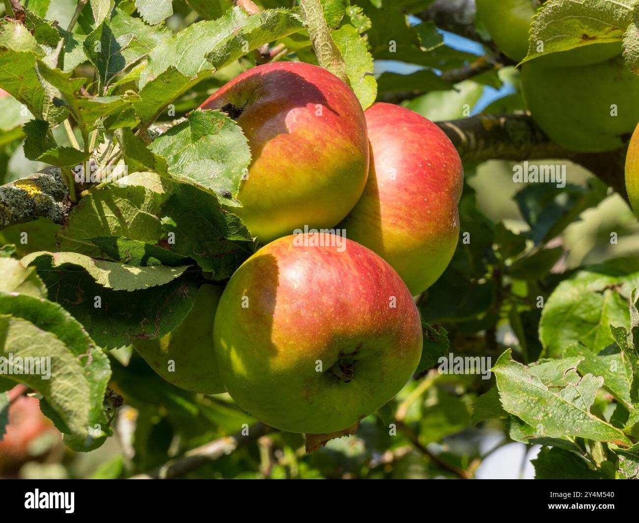 Malus domestica 'Bramley's Seedling’ cooking / culinary apples growing ...