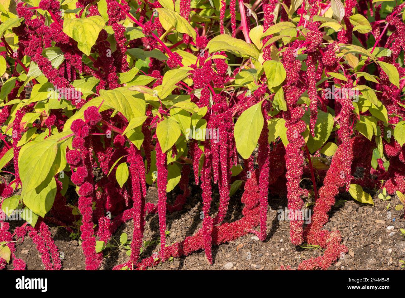 Love Lies Bleeding (Amaranthus caudatus) plant with long drooping ...