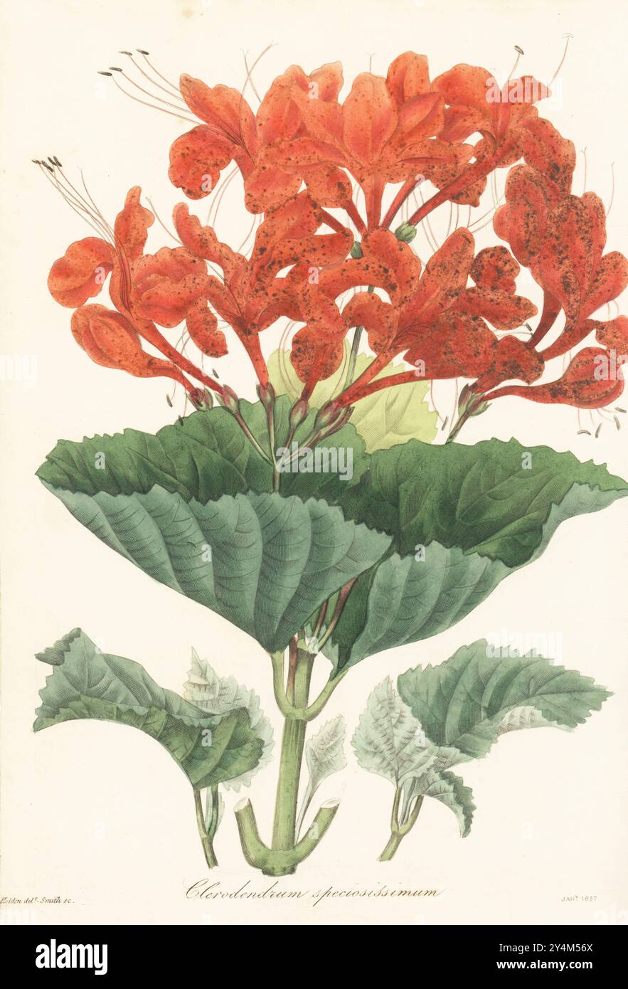 Java w hi-res stock photography and images - Alamy