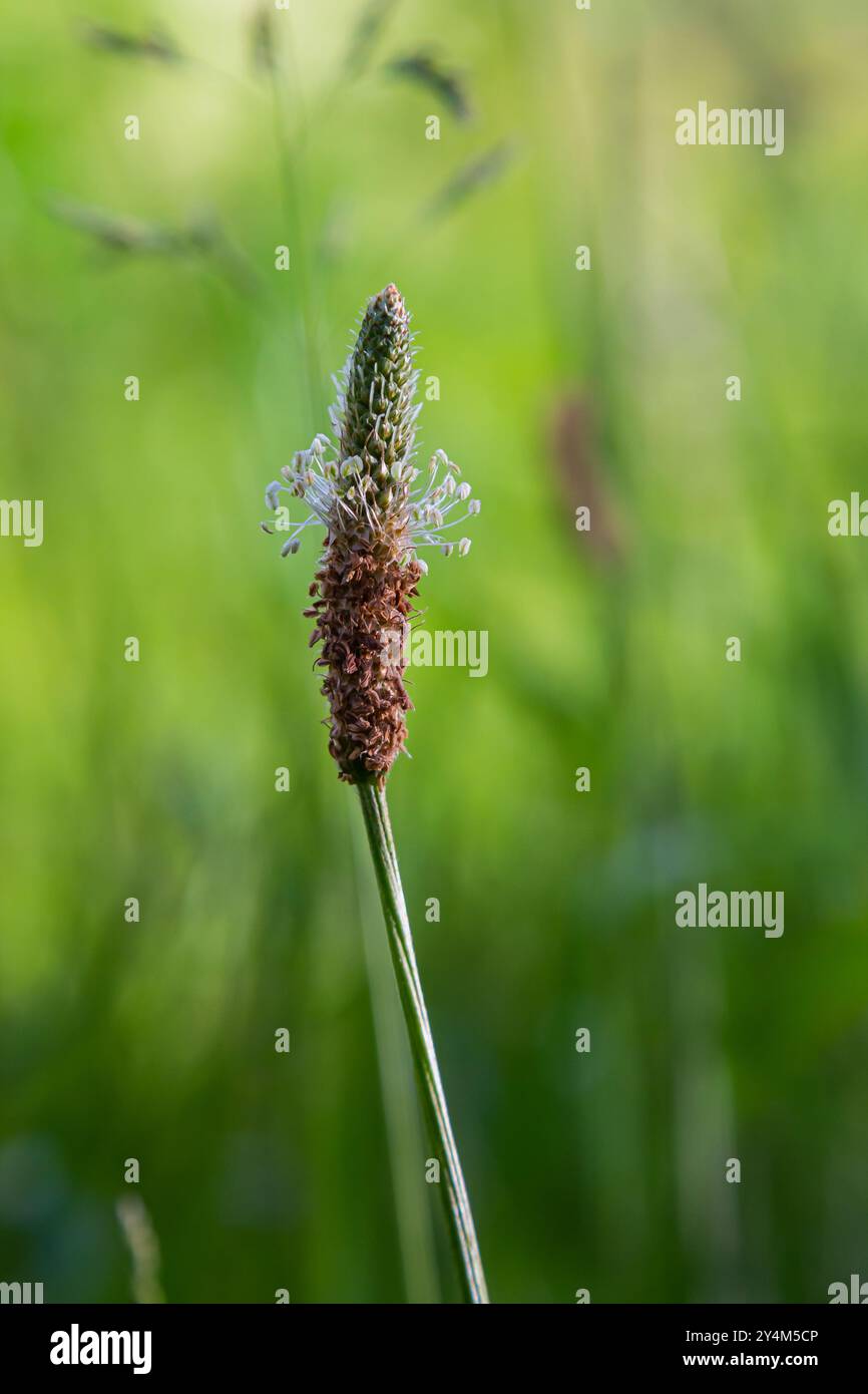 A close up of the wildflower Ribwort plantain, Plantago lanceolata ...