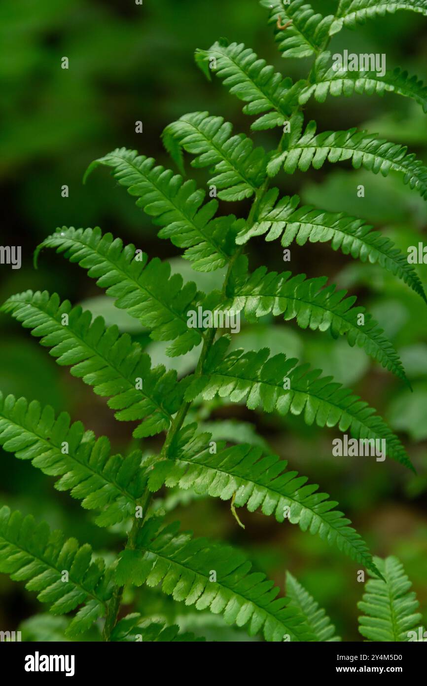 Dryopteris dilatata, or broad buckler-fern, is a hardy fern with dark ...
