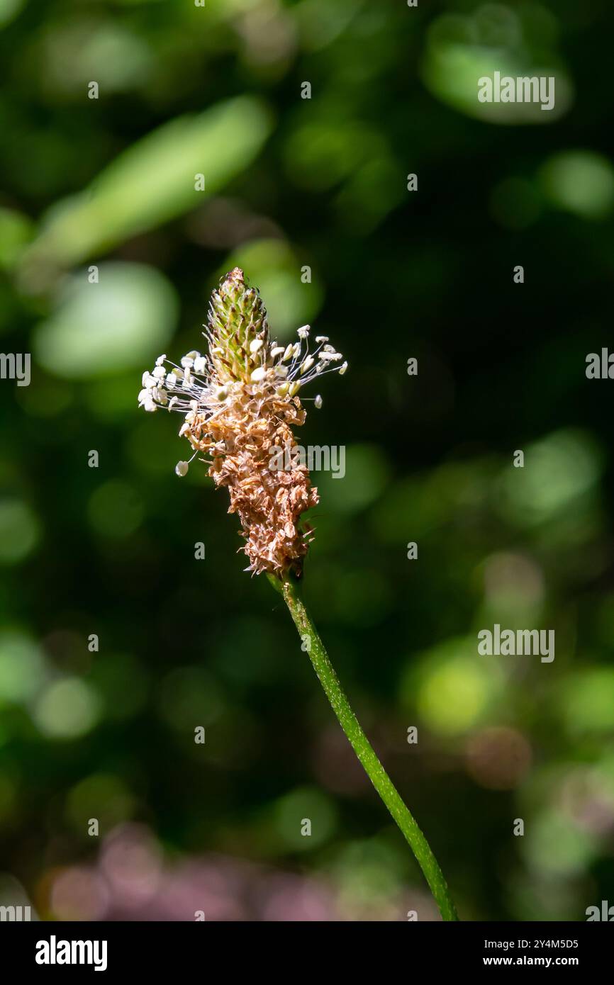 A close up of the wildflower Ribwort plantain, Plantago lanceolata ...