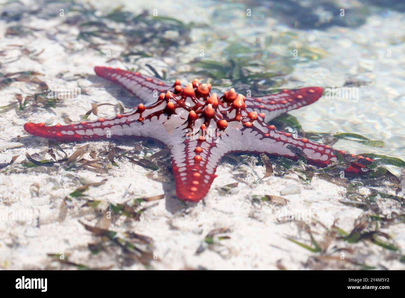 A colourful large starfish spotted at low tide in Zanzibar Stock Photo ...