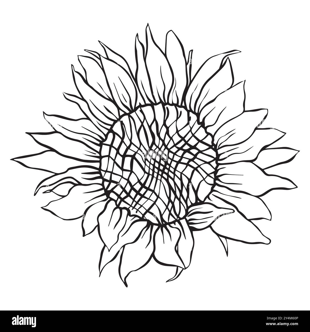 big beautiful sunflower in full bloom. illustration of a sun flower ...