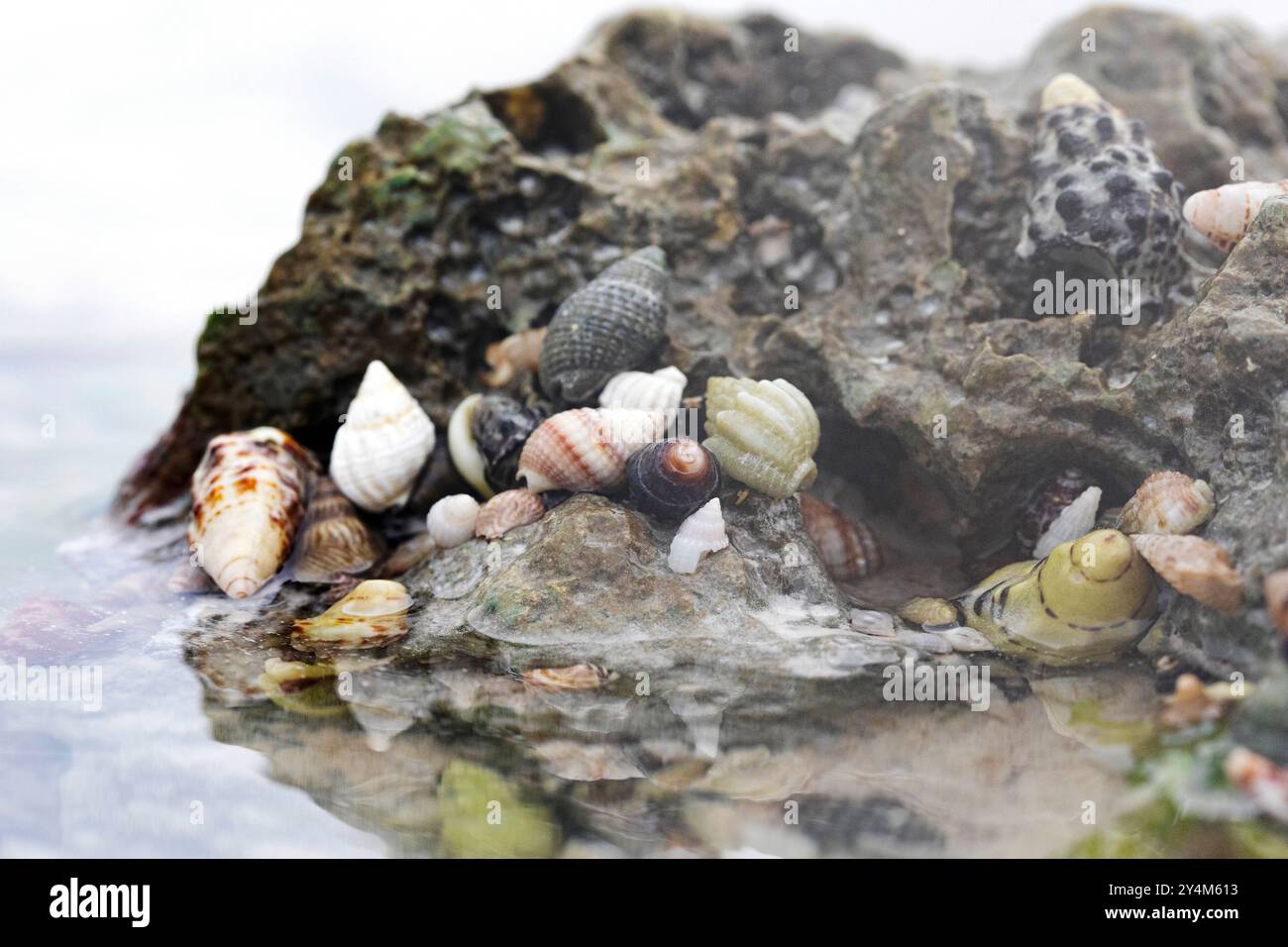 Beautiful shells clumped together on a rock Stock Photo - Alamy