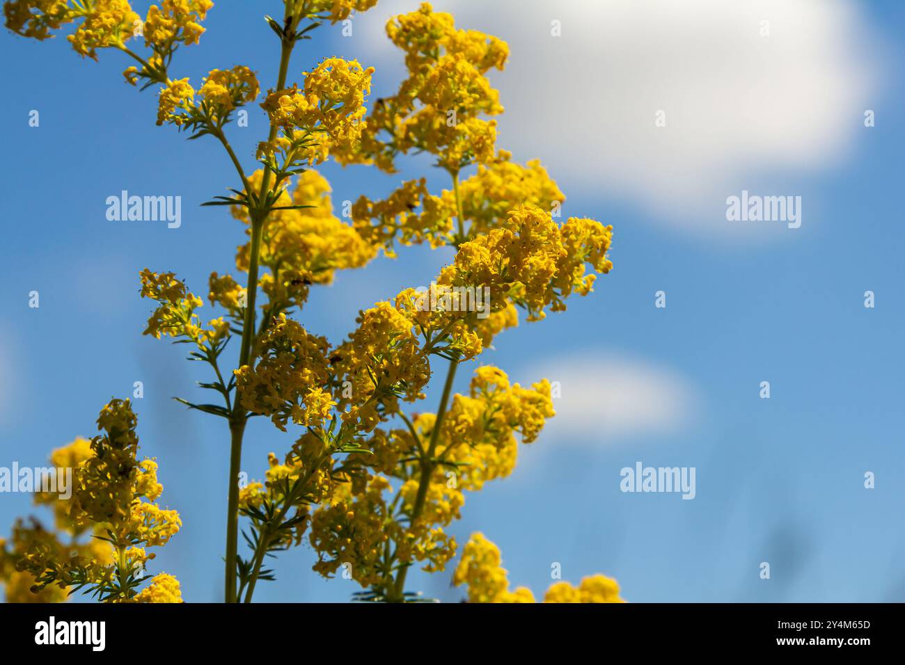 Closeup yellow flowers of lady's bedstraw, yellow bedstraw Galium verum ...