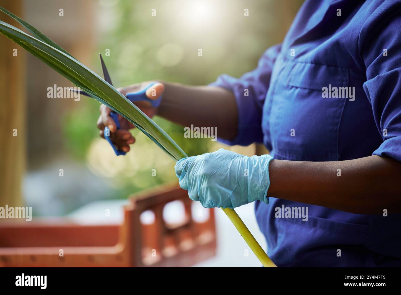 Agriculture, vegetable and scale with hand of person for quality ...