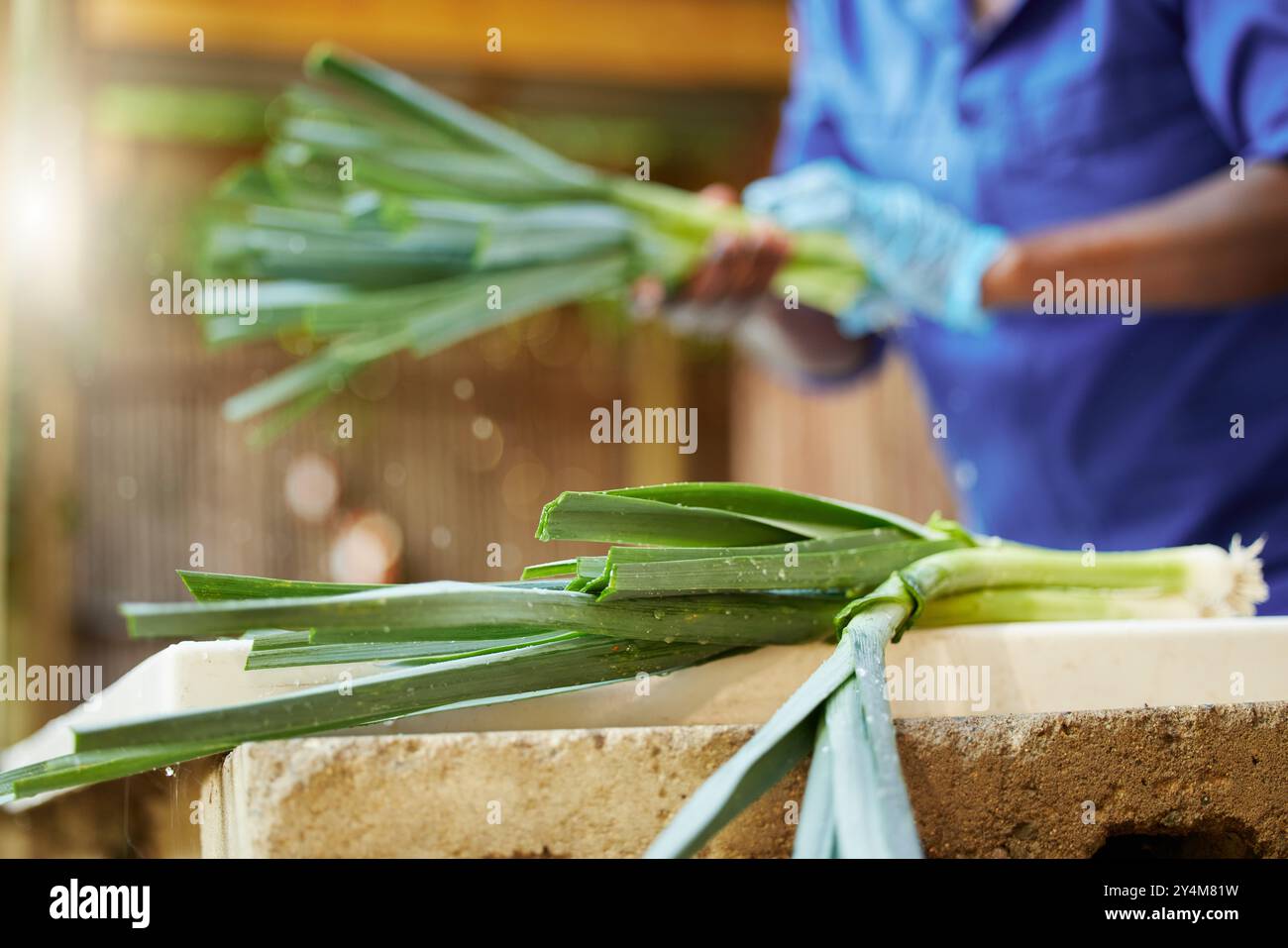 Agriculture, vegetable and plant with person for quality inspection ...