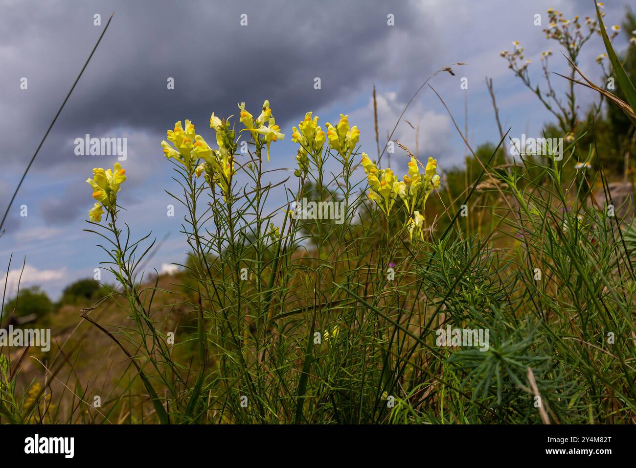 Flaxseed or wild snapdragon Linaria vulgaris is a medicinal herb ...