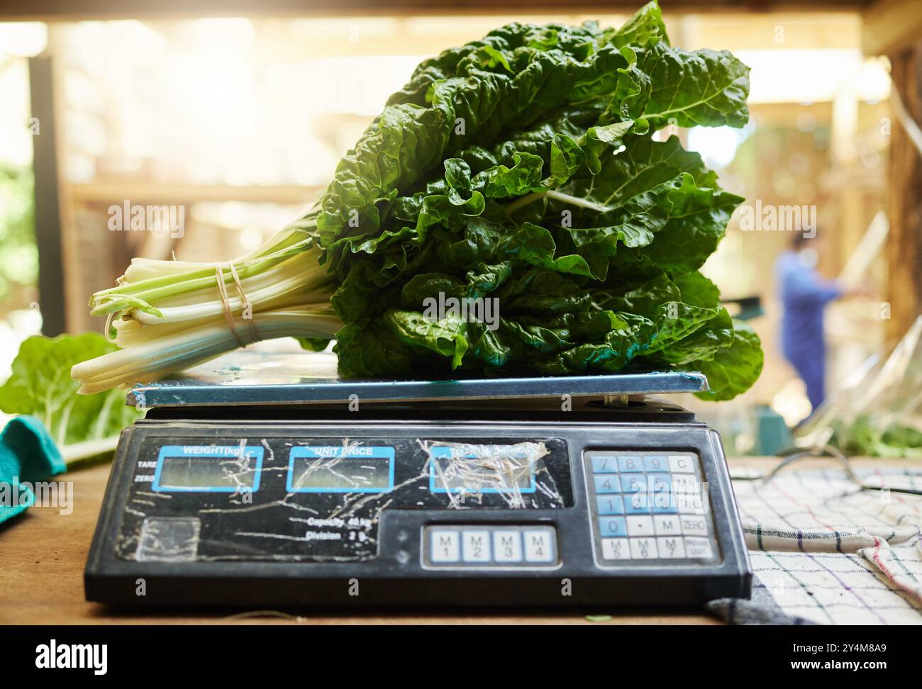 Agriculture, kale and scale on farm for quality inspection ...