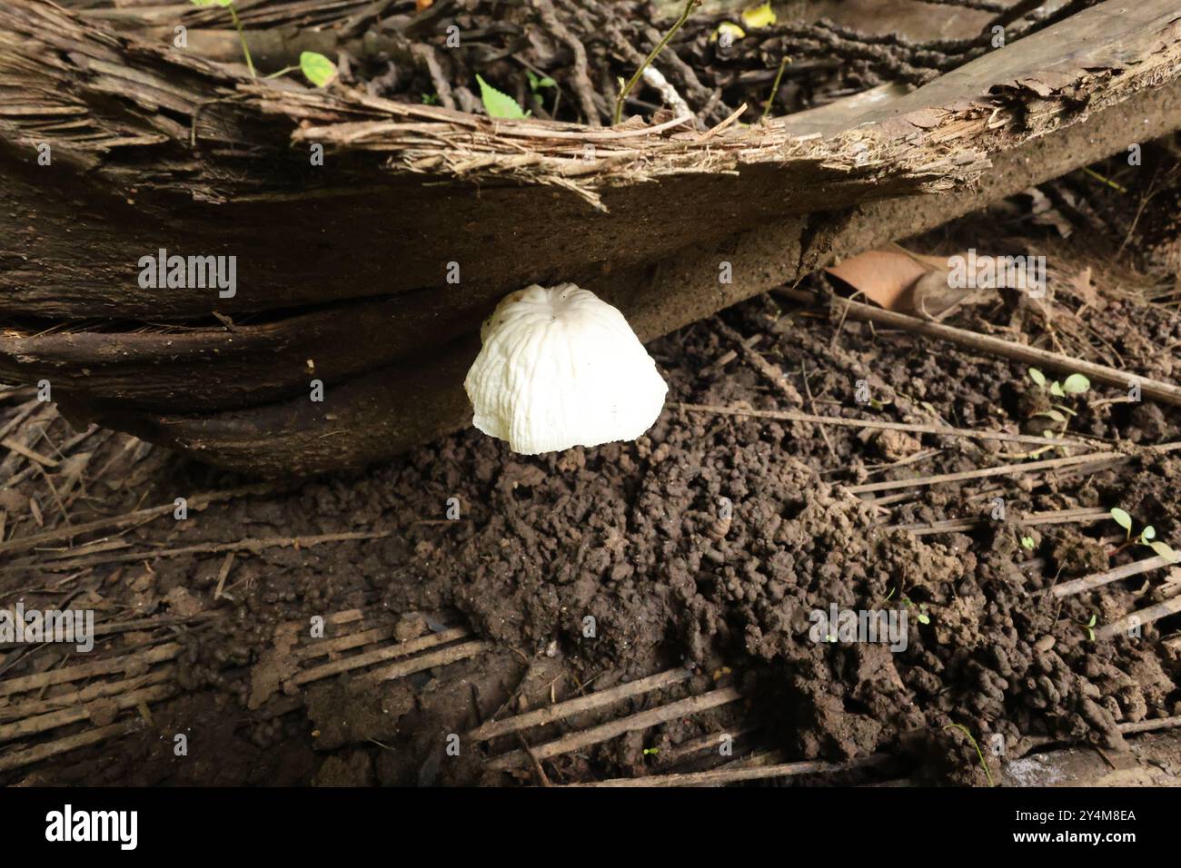 Polyporeidentification hi-res stock photography and images - Alamy