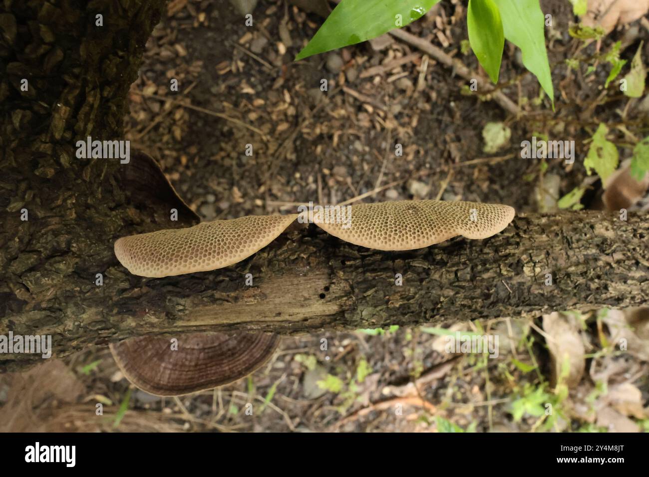 Polyporeidentification hi-res stock photography and images - Alamy