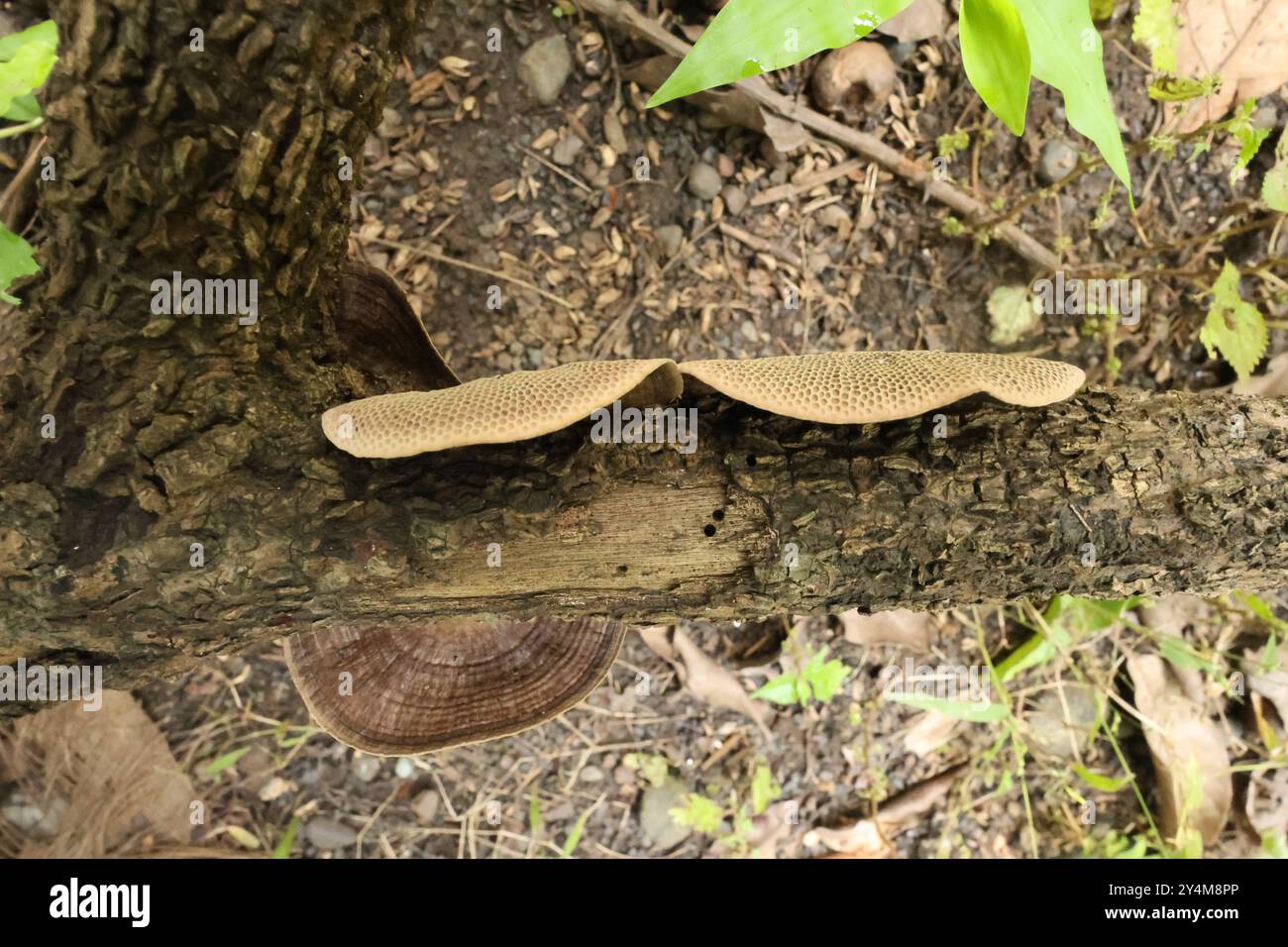 Fungifacts hi-res stock photography and images - Alamy