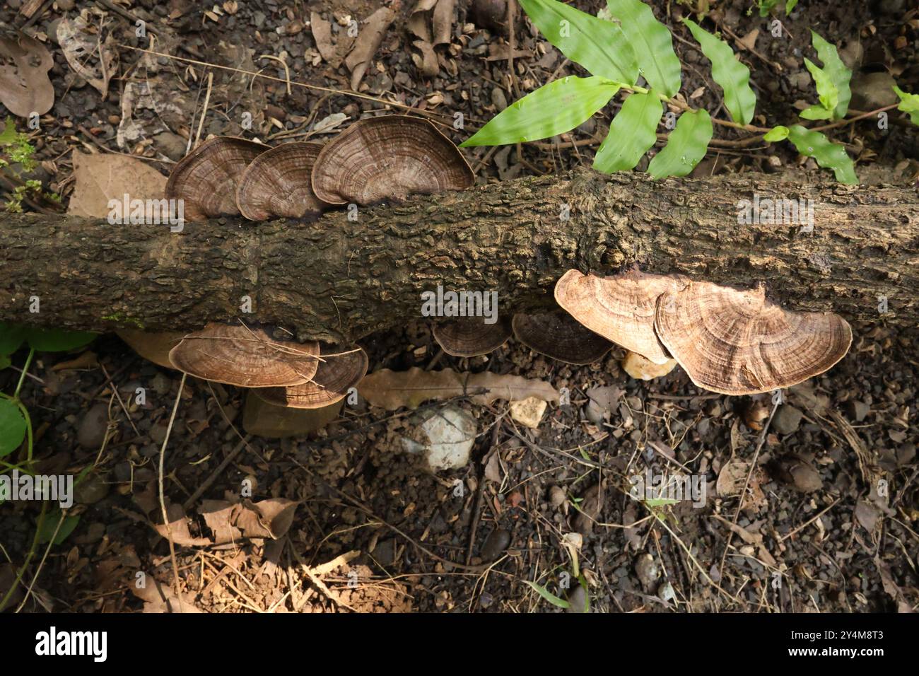 Polyporeidentification hi-res stock photography and images - Alamy