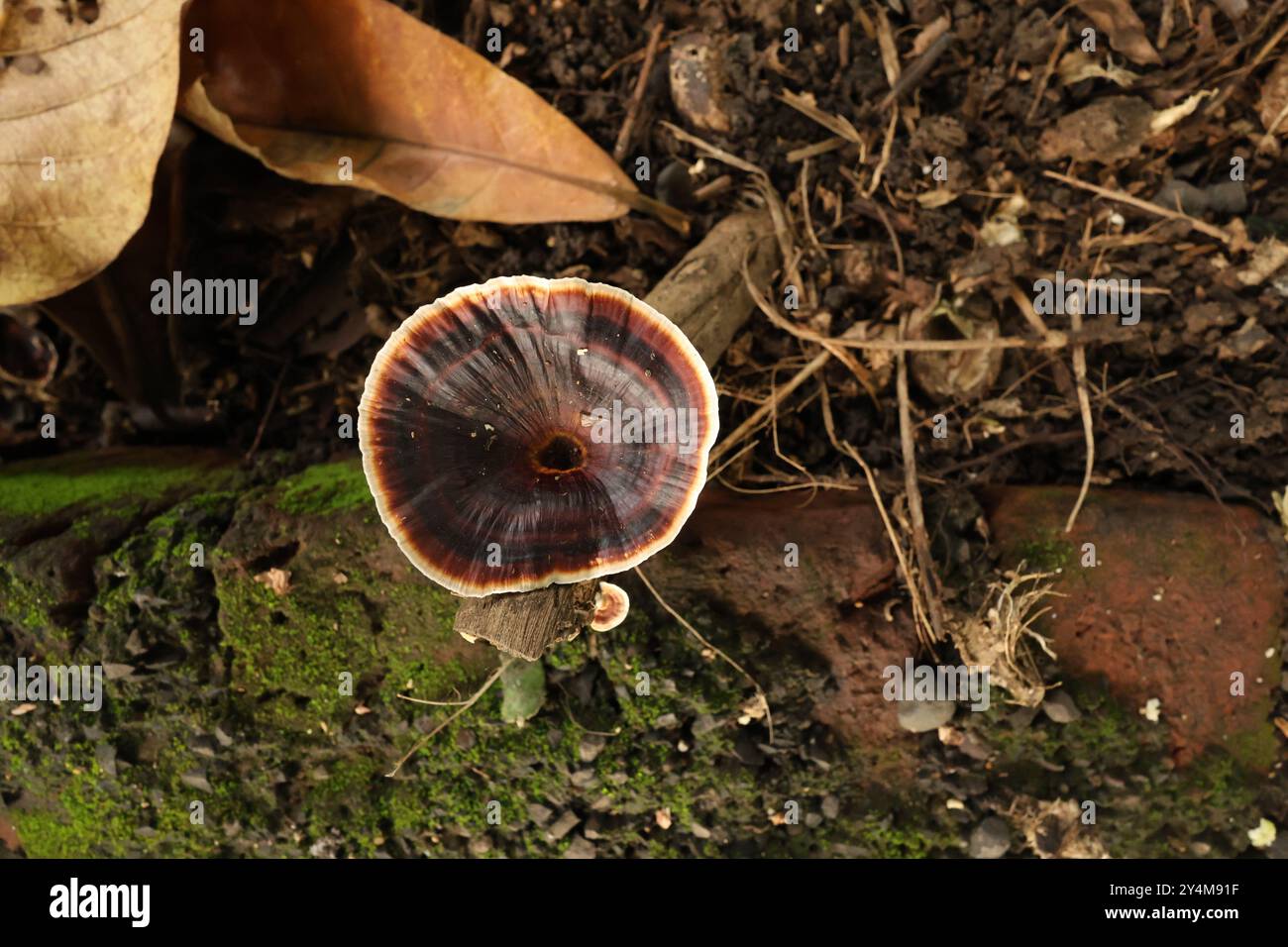 These are a genus of polypore fungi in the family Ganodermataceae A ...