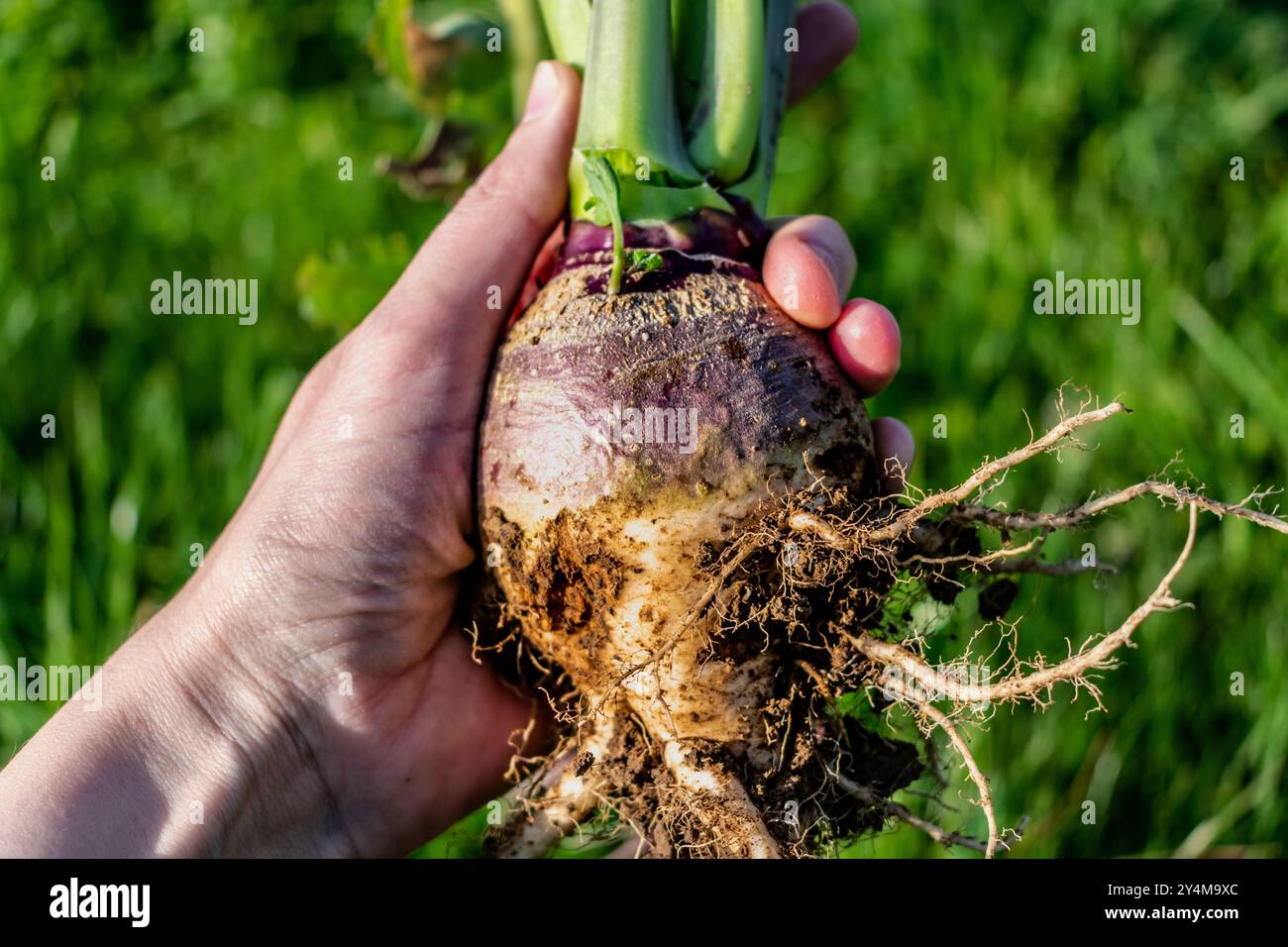 Rutabaga brassica napus hi-res stock photography and images - Alamy