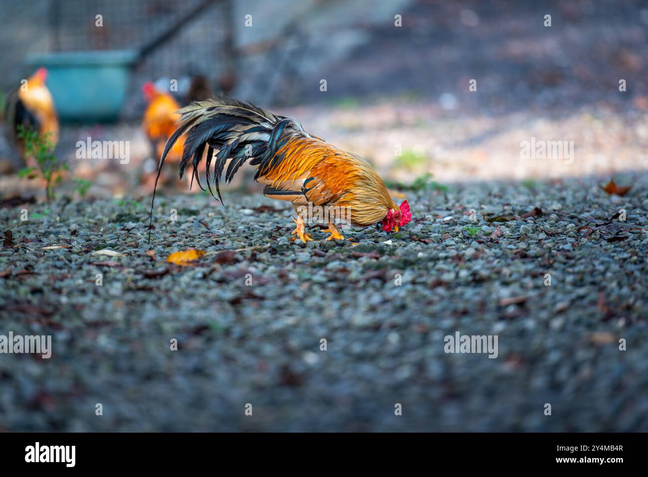 Some energetic roosters roam freely in the mountains, surrounded by ...
