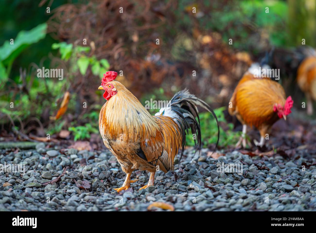 Some energetic roosters roam freely in the mountains, surrounded by ...