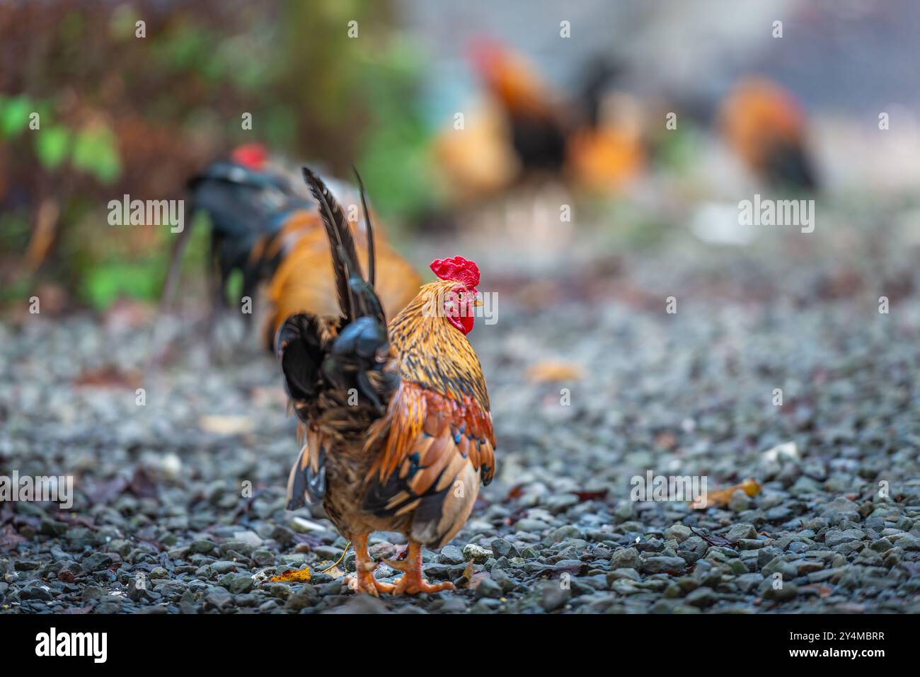 Some energetic roosters roam freely in the mountains, surrounded by ...
